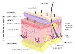 Esclerodermia: clínica, diagnóstico e tratamento! - Estratégia MED