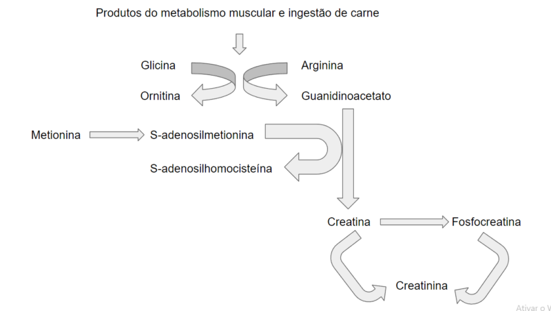 Como interpretar a creatinina sérica