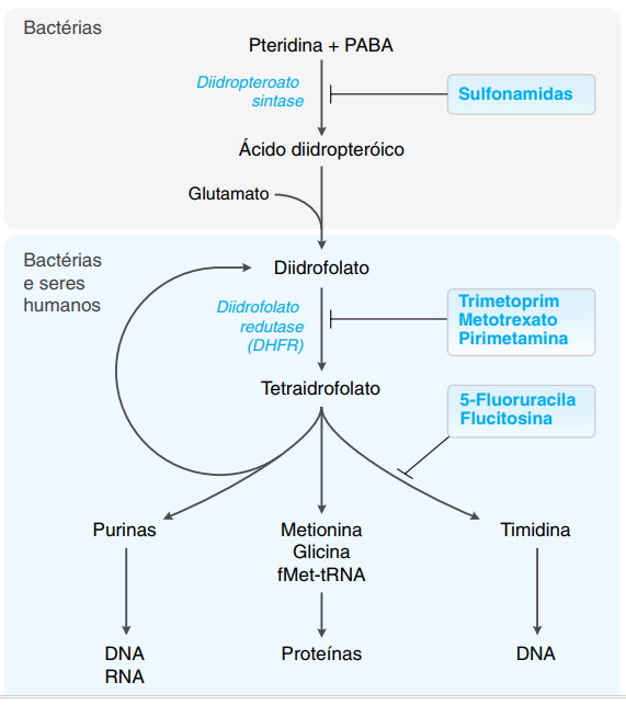 Resumo de sulfametoxazol/trimetoprim: indicações, farmacologia e mais!