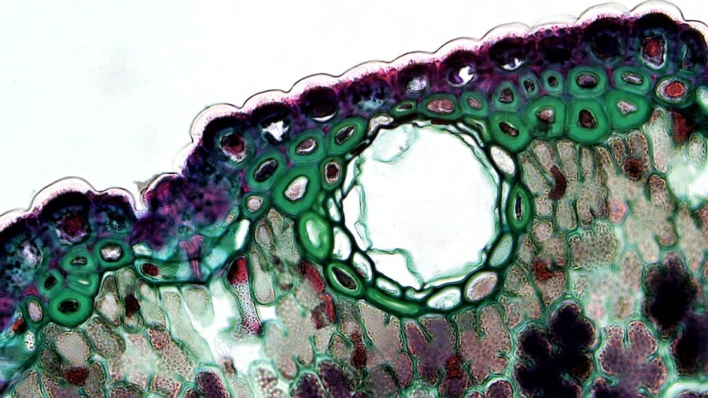 Resumo Sobre Tecido Epitelial Estruturas Funções E Mais