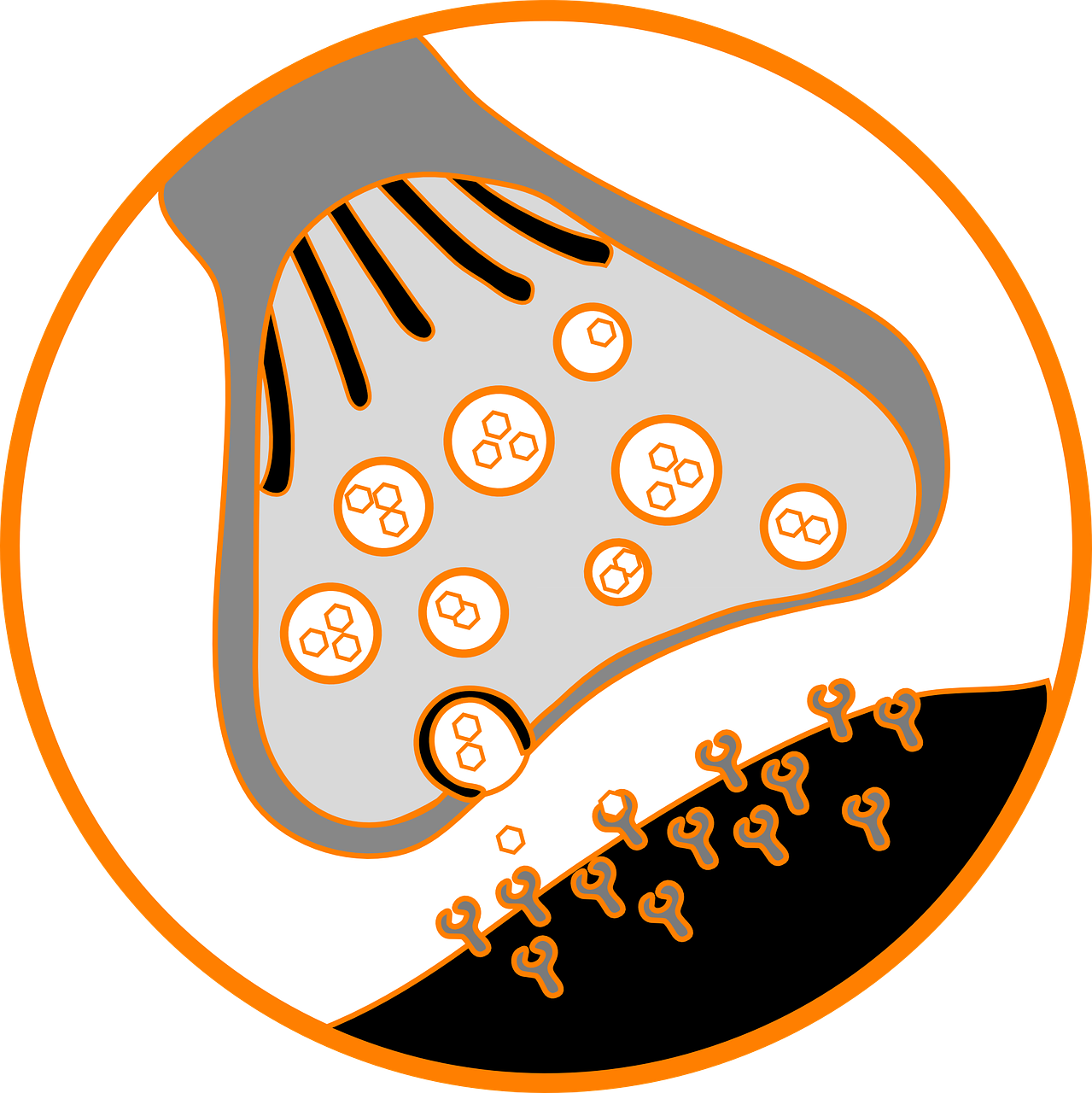 Resumo de acetilcolina: metabolismo, importância clínica e mais!