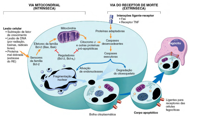 Resumo de Apoptose: conceito, mecanismos, exemplos e mais!