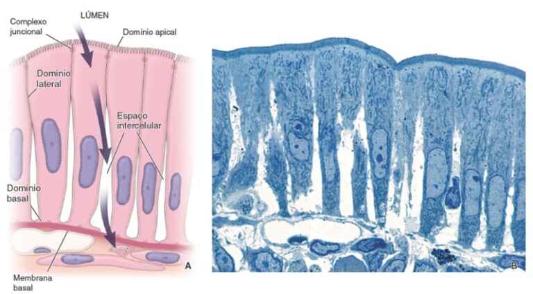 Resumo de Células Epiteliais: classificação, lâminas e mais!