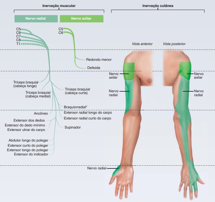 Resumo de Plexo Braquial: anatomia, fluxograma e mais!