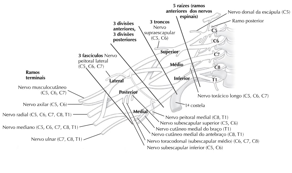 Resumo de Plexo Braquial: anatomia, fluxograma e mais!